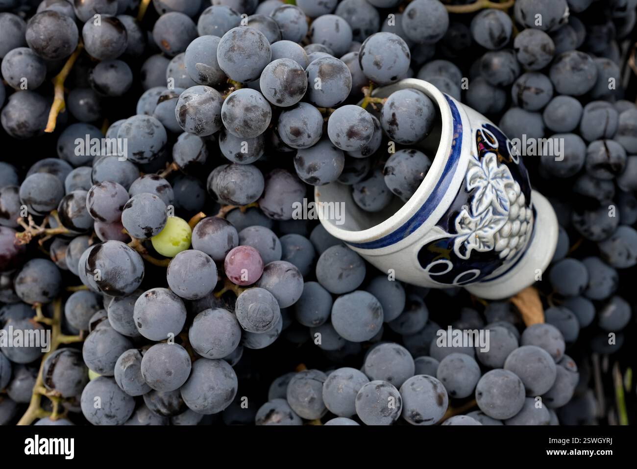 The still life with grapes and a ceramic cup for wine. Grapes for ...