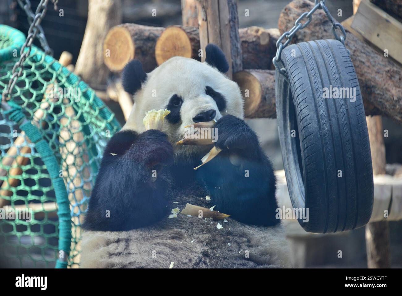 Giant panda Meng Bao eats bamboos at Beijing Zoo, Beijing, China, 19 ...