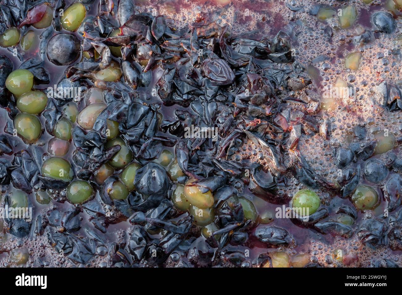 Squeezed grapes. Pressing grapes. The grapes are prepared for ...