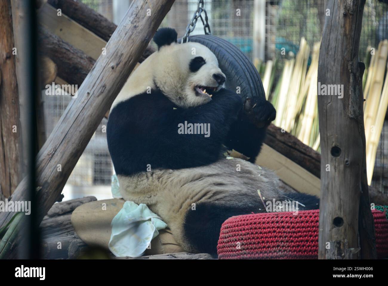 Giant panda Meng Bao eats bamboos at Beijing Zoo, Beijing, China, 19 ...