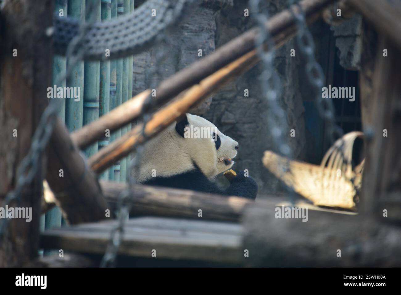Giant panda Meng Bao eats bamboos at Beijing Zoo, Beijing, China, 19 ...