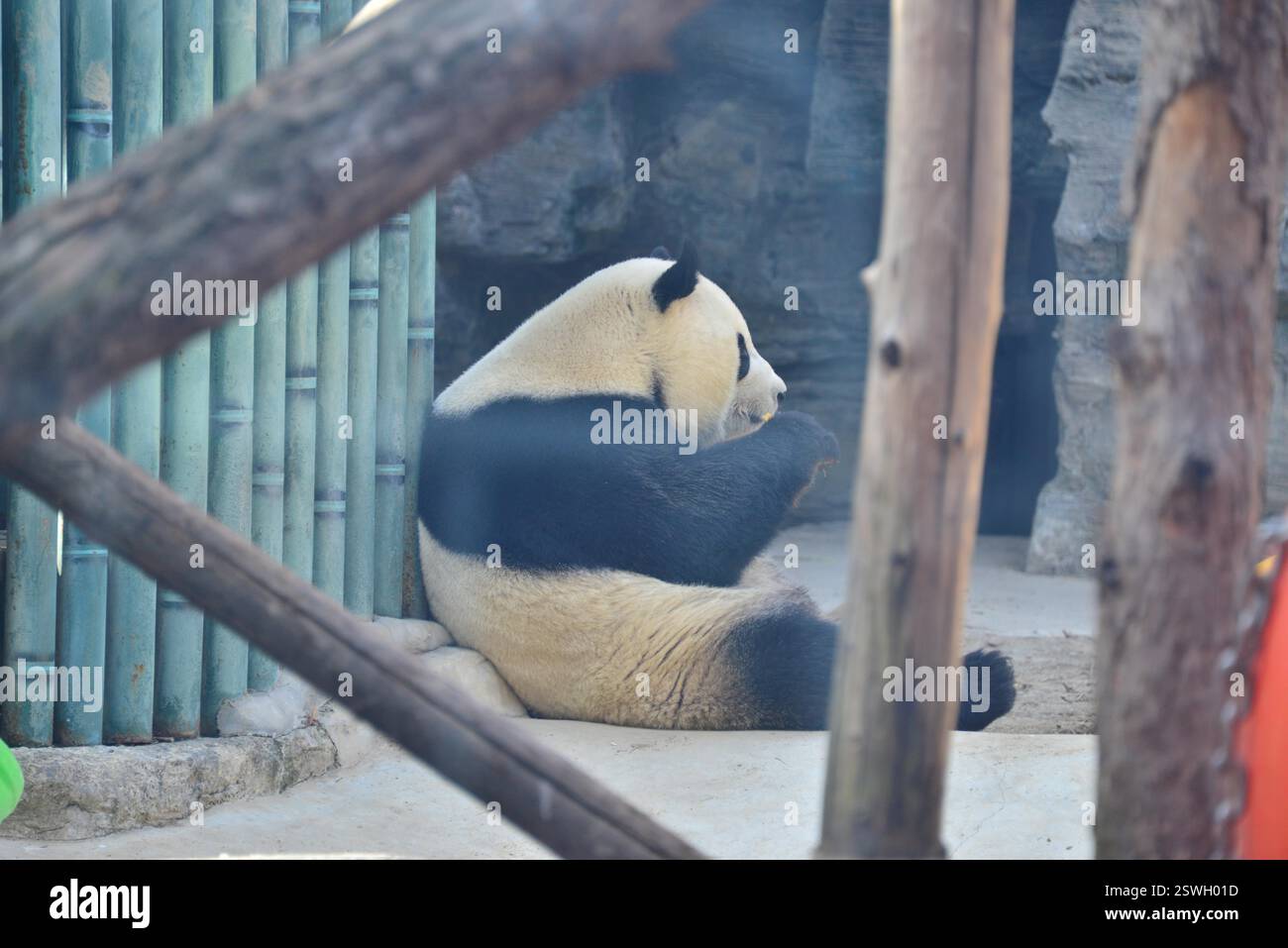 Giant panda Meng Bao eats bamboos at Beijing Zoo, Beijing, China, 19 ...
