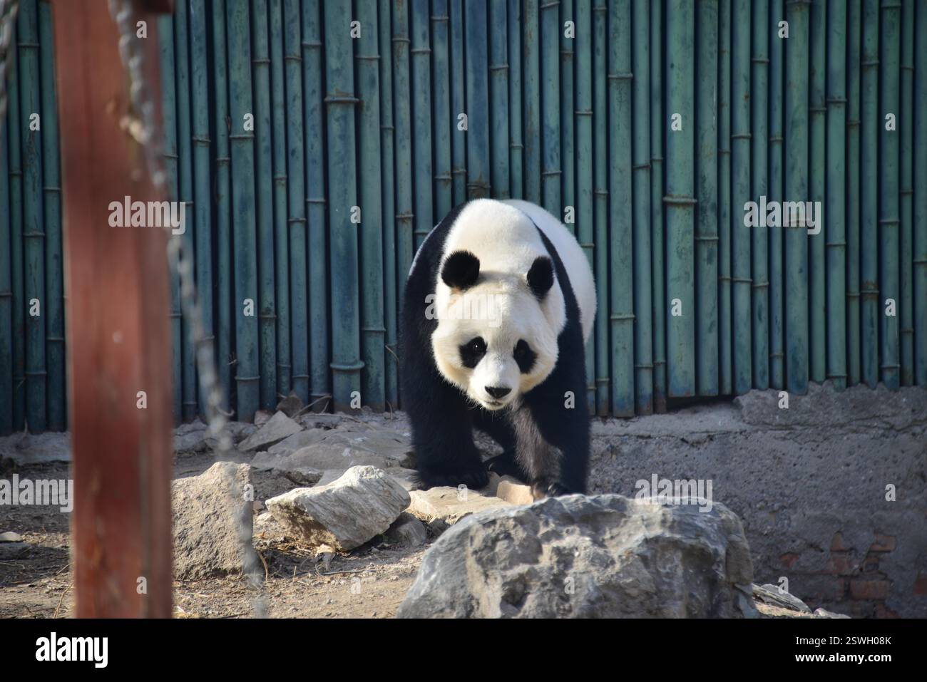 Giant panda Pang Dahai enjoys spring time at Beijing Zoo, Beijing ...