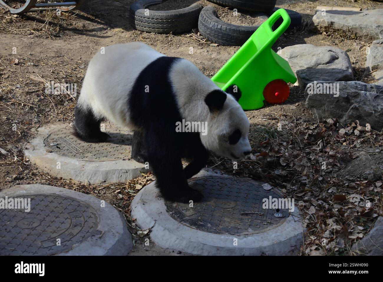 Giant panda Pang Dahai enjoys spring time at Beijing Zoo, Beijing ...