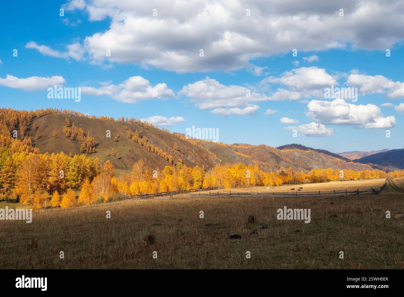 Golden autumn hills. Sunny weather with beautiful clouds. Birch and ...