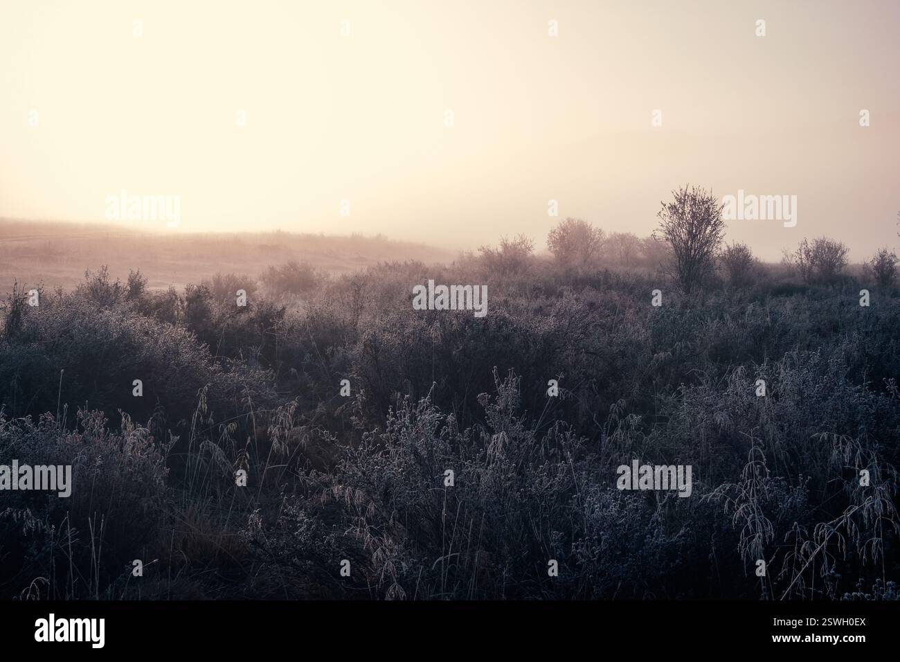 Soft focus. Sunrise on the moor, frosty plants in the fog. Foggy ...