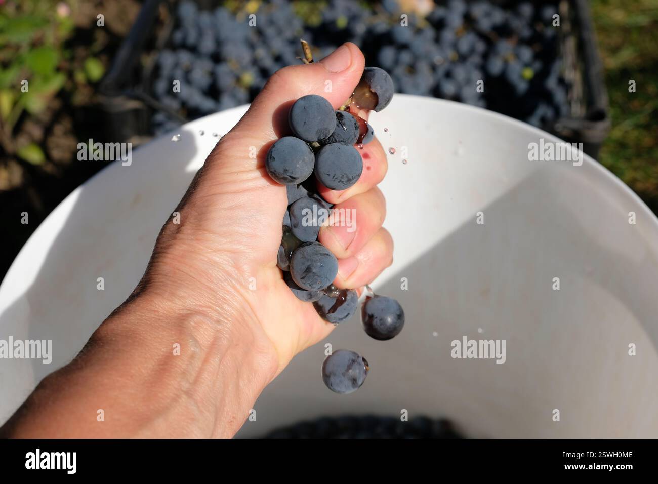 Human hand crushes a handful of purple grapes into the white bucket ...
