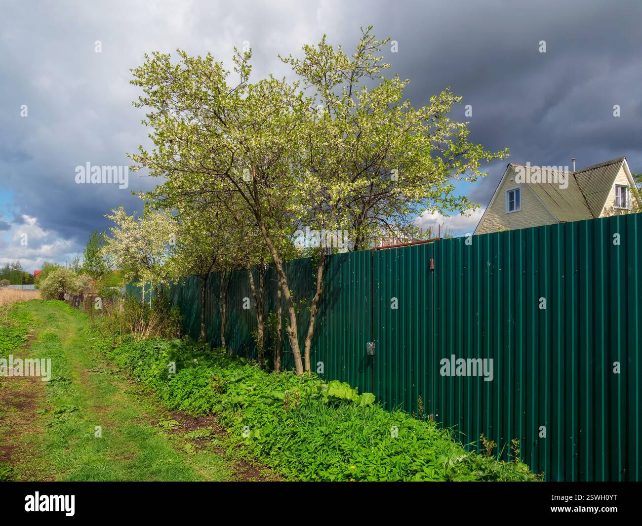 Road in the countryside. Suburban area with cherry blossoms and a ...
