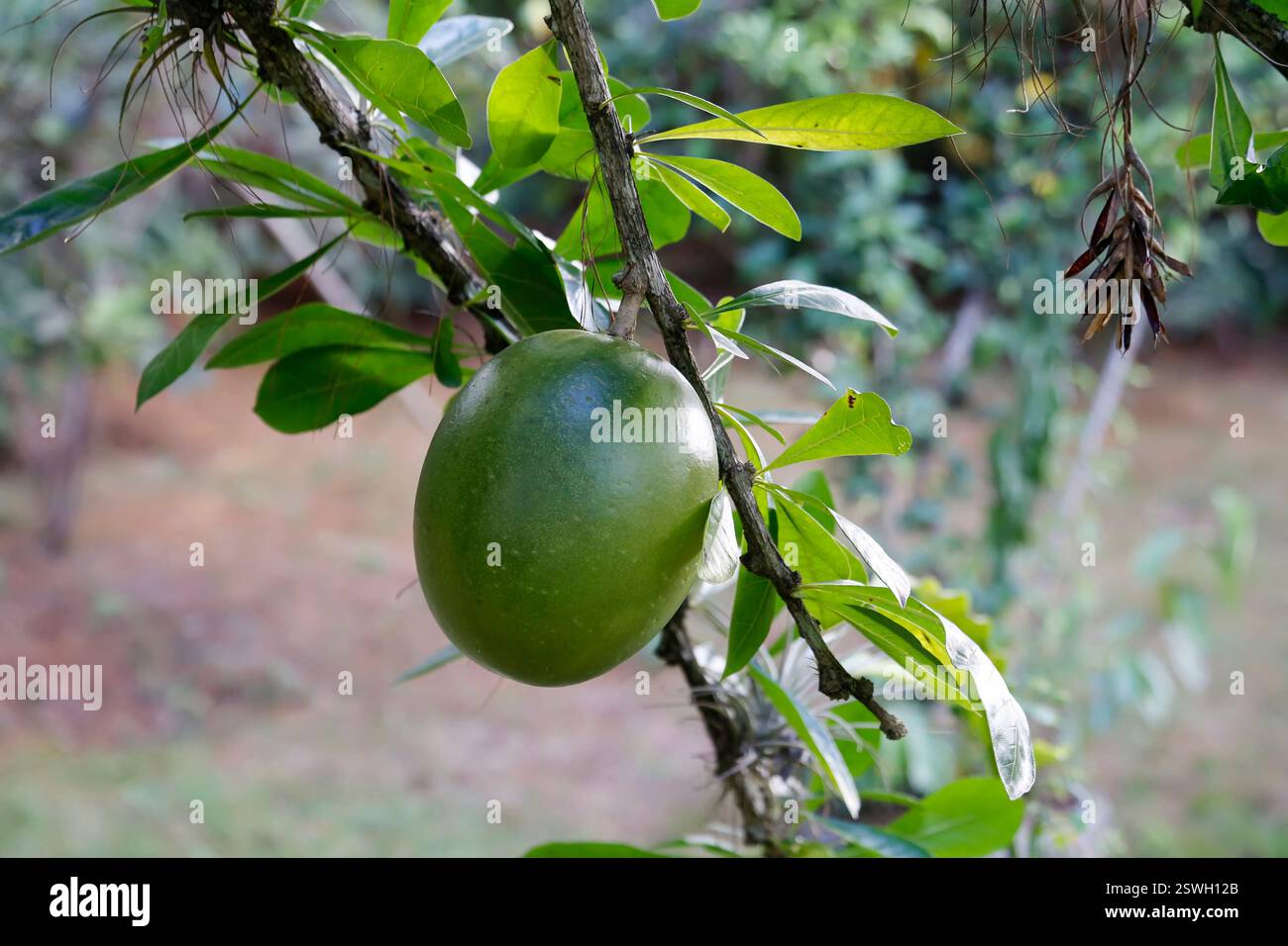 Berenuk crescentia cujete has large round green fruits that grow in ...