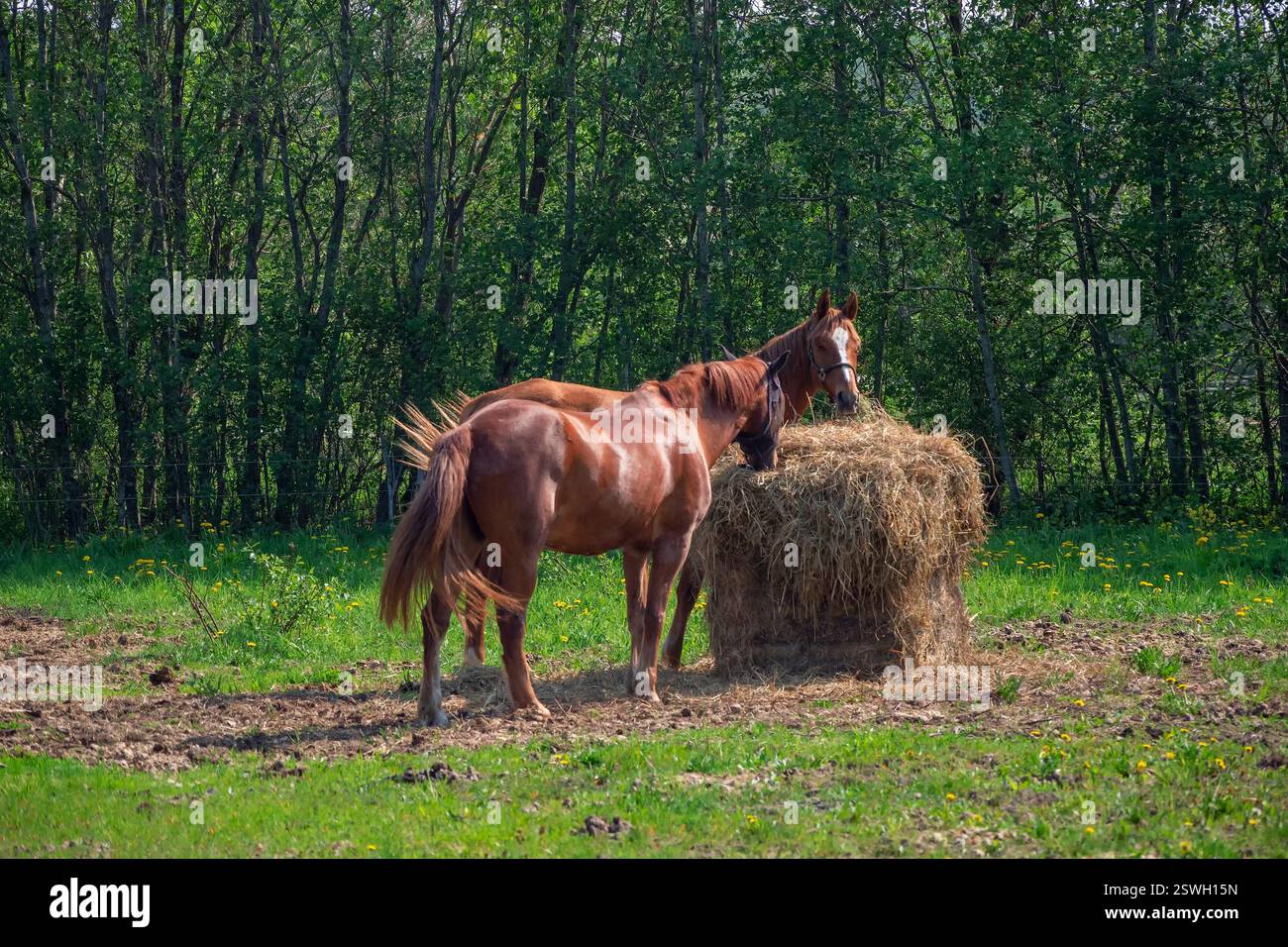 Horses eat a haystack Stock Photo - Alamy