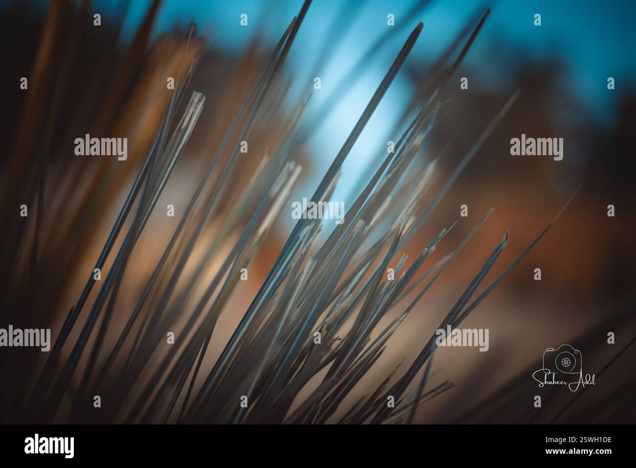 Thorned plants stand resilient, nature’s armor in a green disguise ...