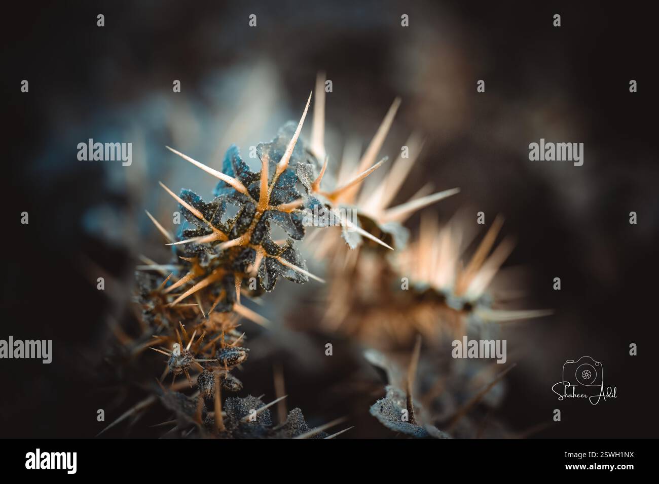 Thorned plants stand resilient, nature’s armor in a green disguise ...