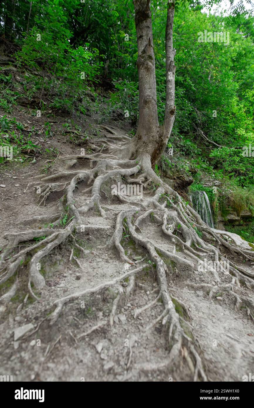 Roots above the ground Stock Photo - Alamy