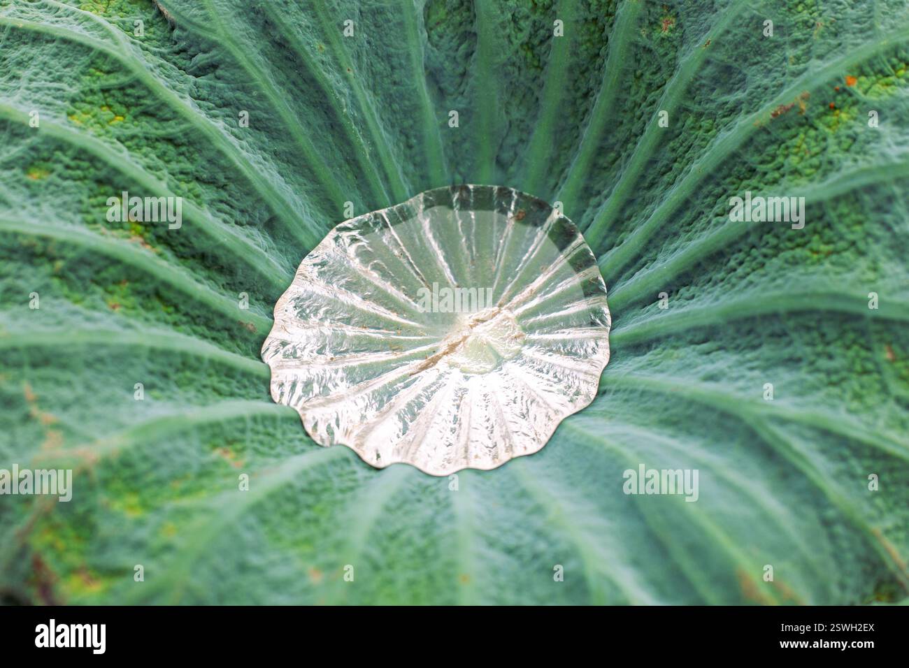 Green water lily leaf with a large drop of water inside in a funnel ...