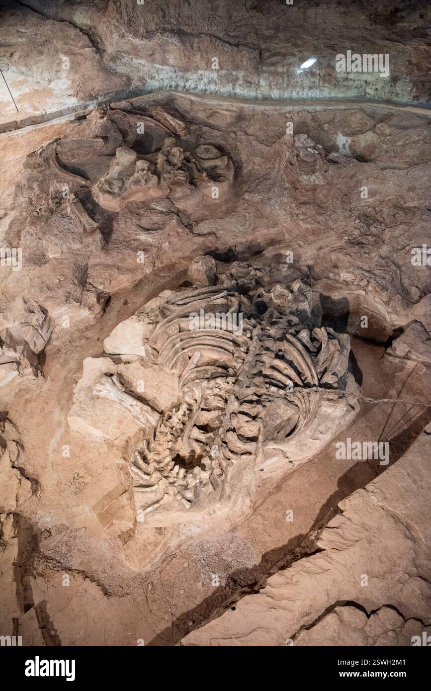 original Fossil Dinosaur Skeleton parts at the Phu Kum Khao Fossil ...