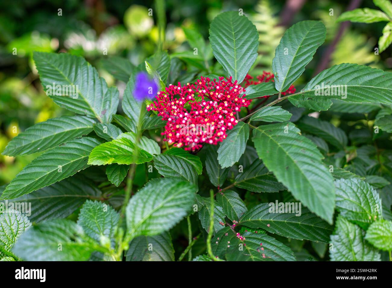 Lea rubra, a bright pink tropical flower in the garden Stock Photo - Alamy