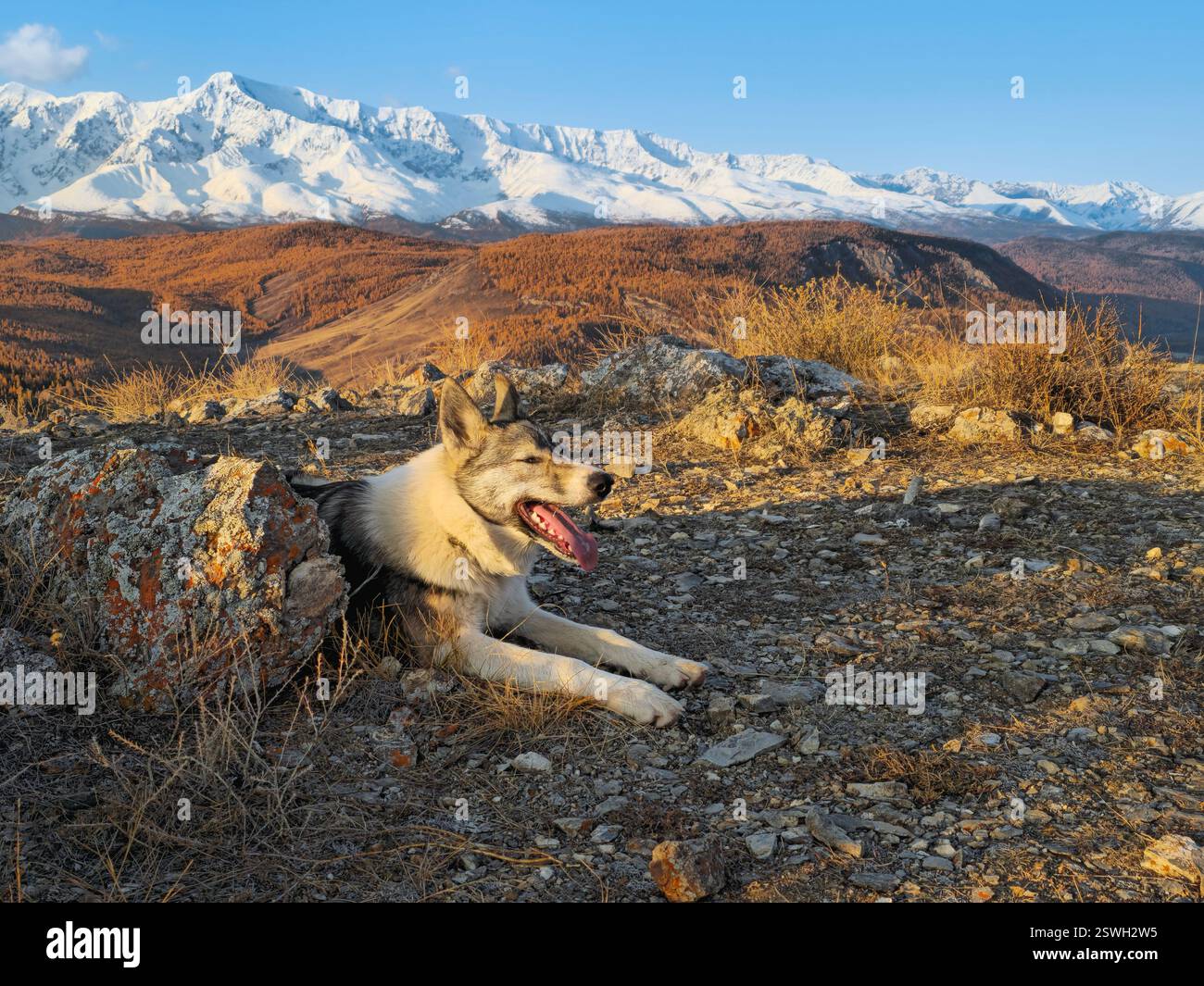 Resting shepherd dog in Altai mountain. Traveling with a dog. Hiking ...