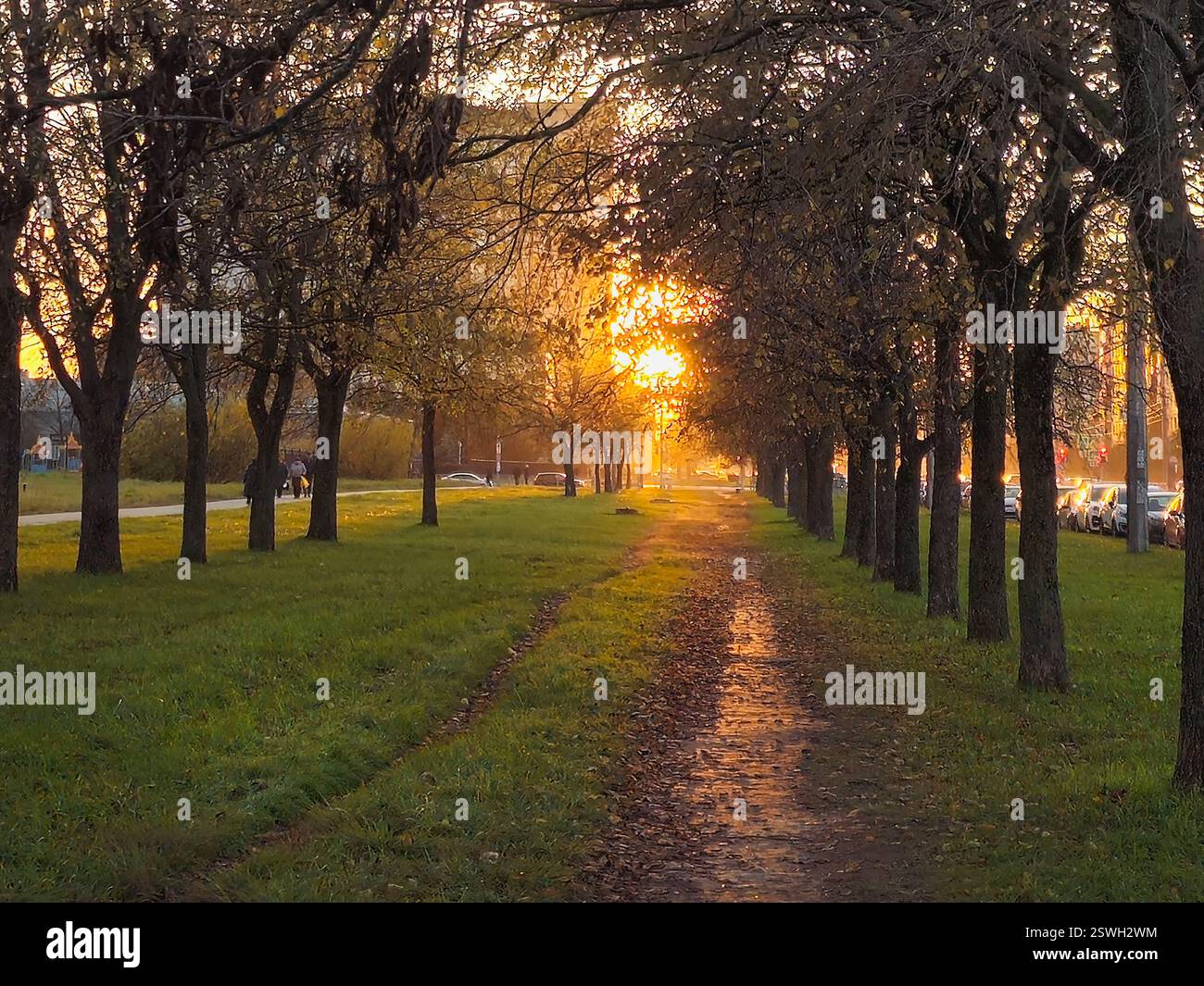 Nature street Park, beautiful season tree, yellow light, sunrise in ...