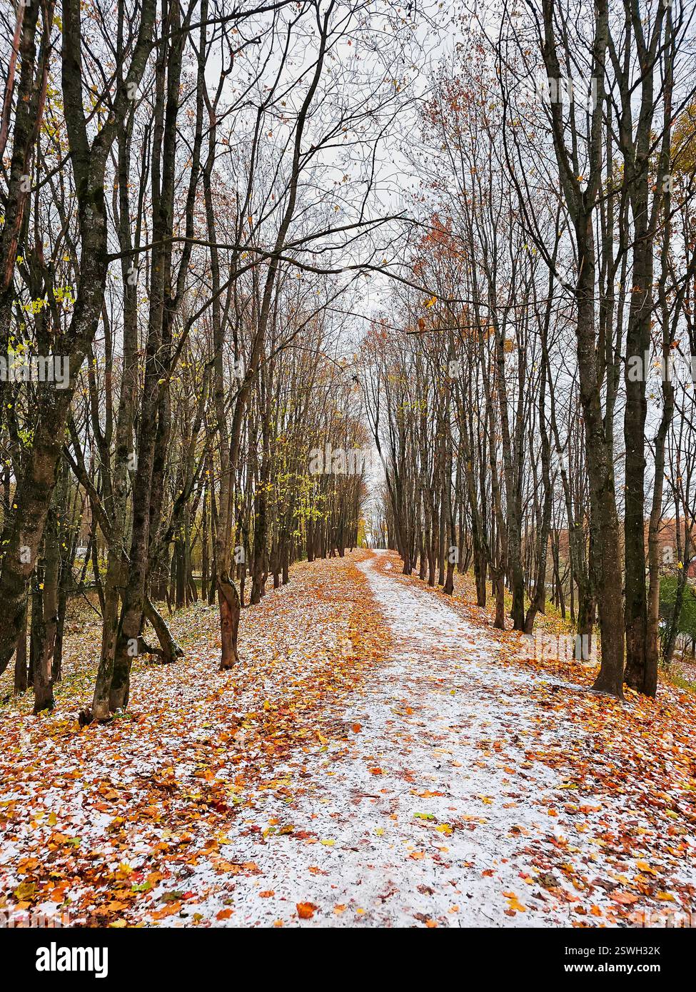 Walk in the empty autumn forest, first snow. Autumn golden colors ...