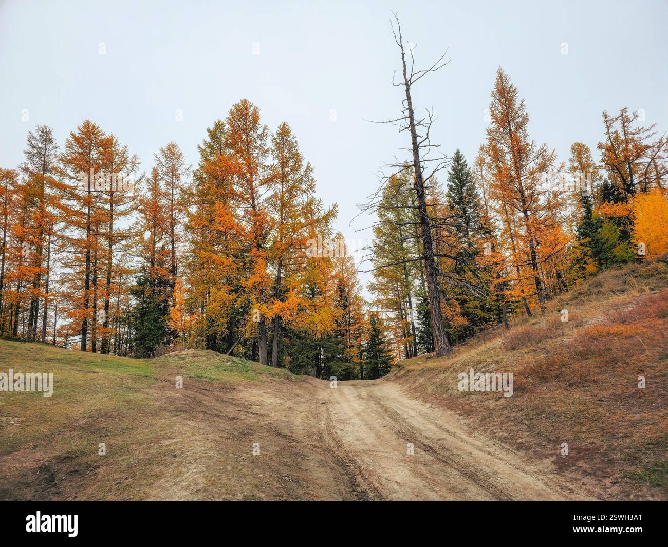 Off-road, wet winding dirt road up the slope in a remote woodland with ...