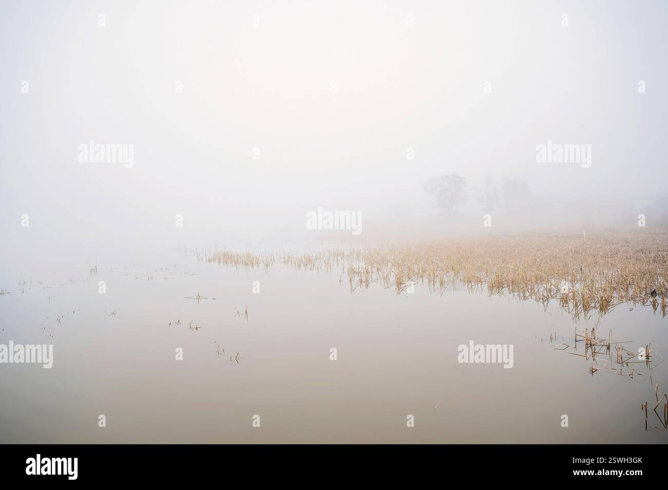 Foggy wetland scene with calm water and reeds fading into mist Stock ...