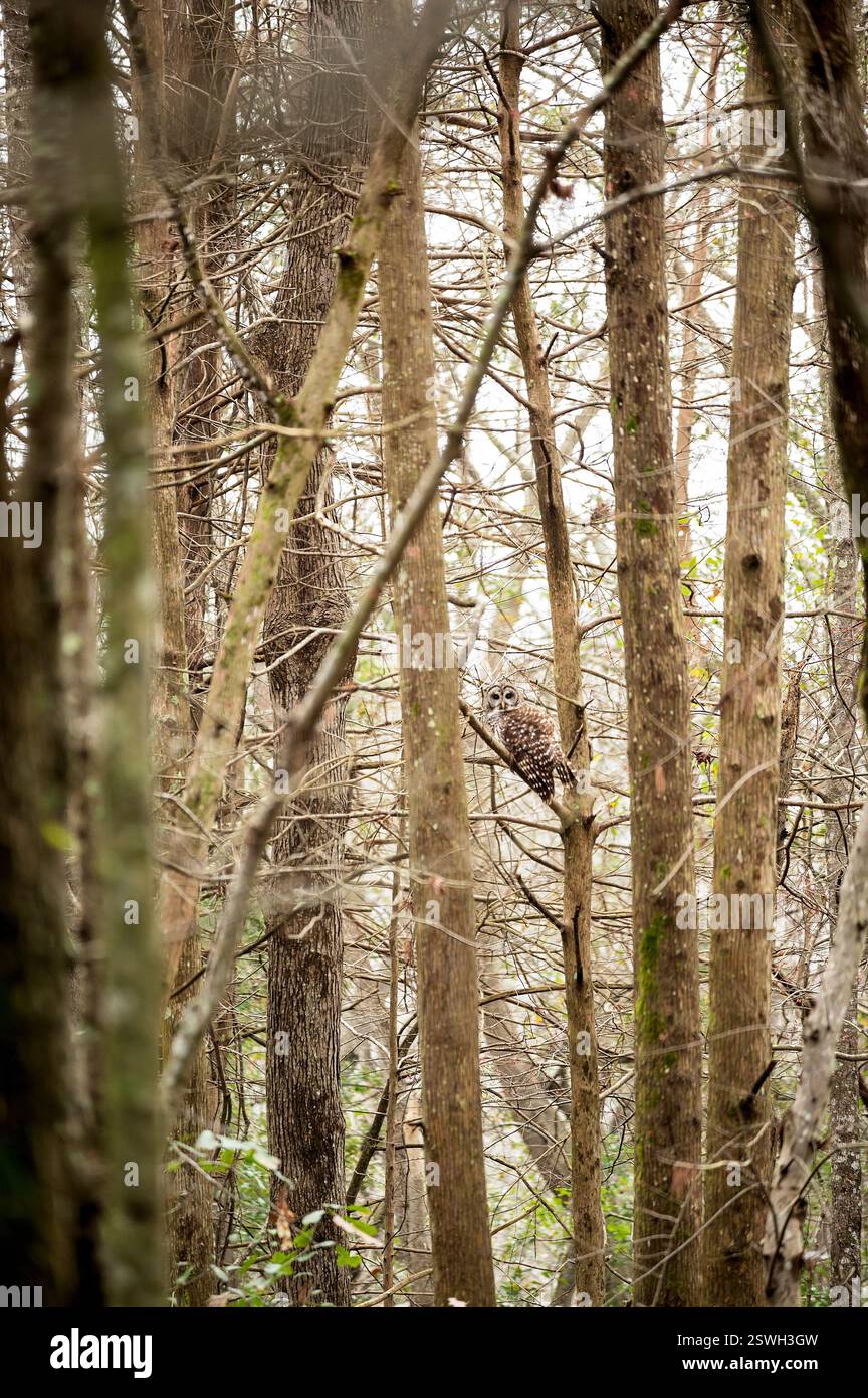 Owl hidden among branches hi-res stock photography and images - Alamy