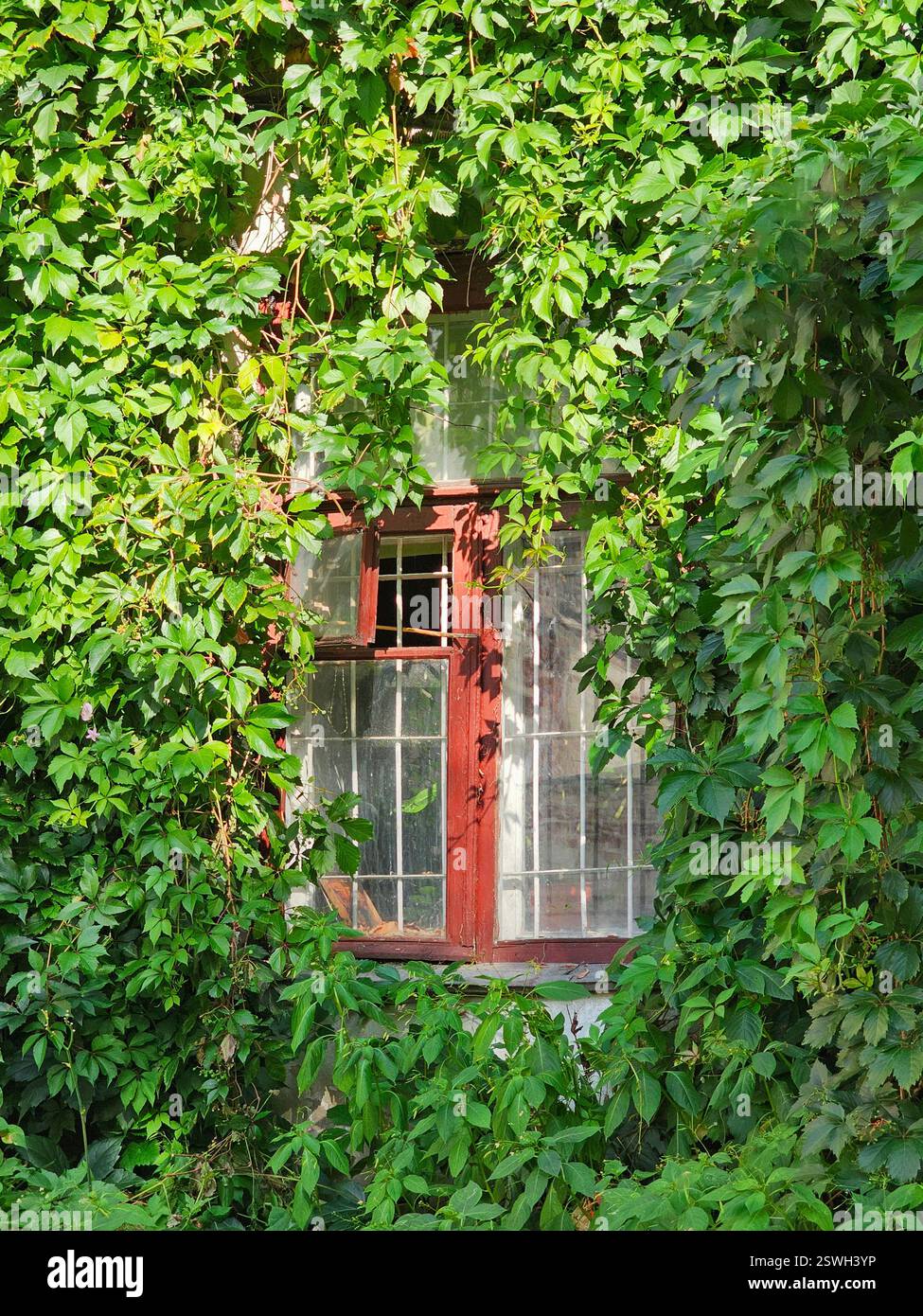Green ivy covered and window frame. Window lost in leaves Stock Photo ...