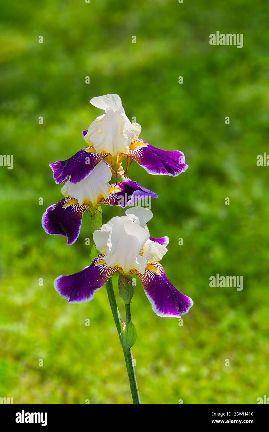 Two purple and white Iris in full bloom with sunlight, vertical view ...