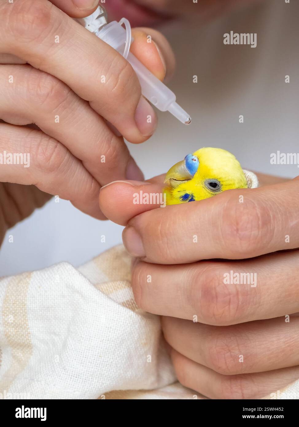 Drops in the eye. Yellow budgie in the hands of a doctor. Cure parrot ...