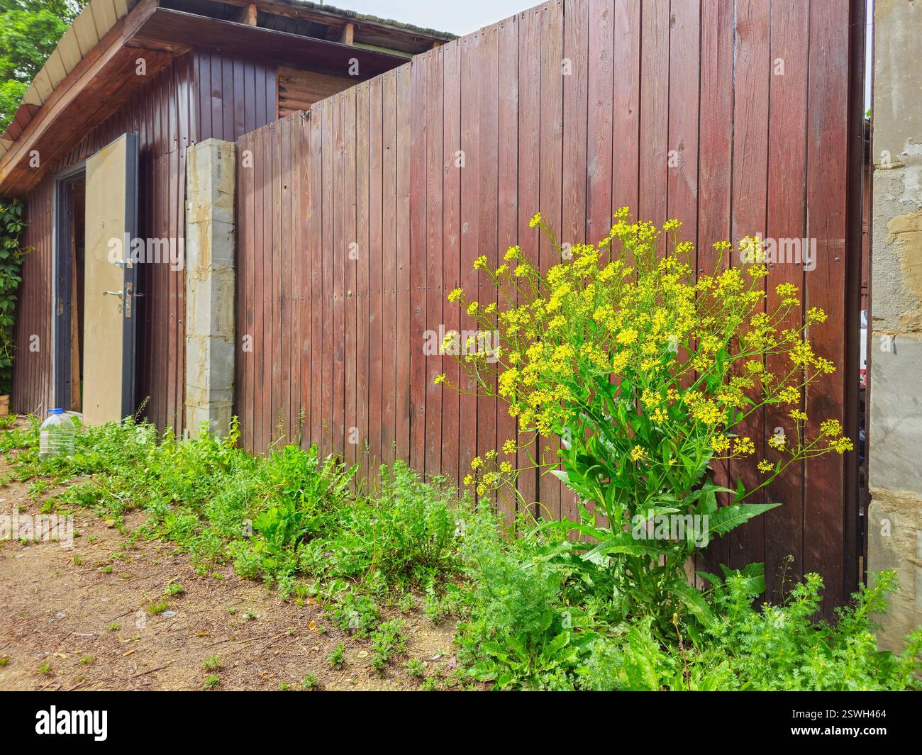 Summer bush yellow flowers and green grass on the garden gate. Wooden ...