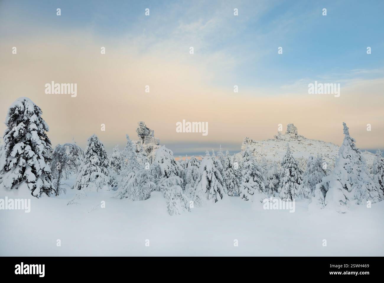 Winter forest, trees in the snow, ready background for layout Stock ...