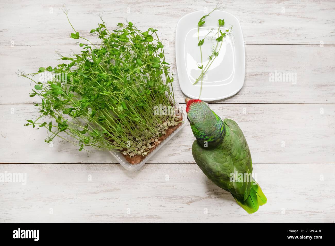 Amazon parrot at a tray with fresh microgrowth sprouts Stock Photo - Alamy
