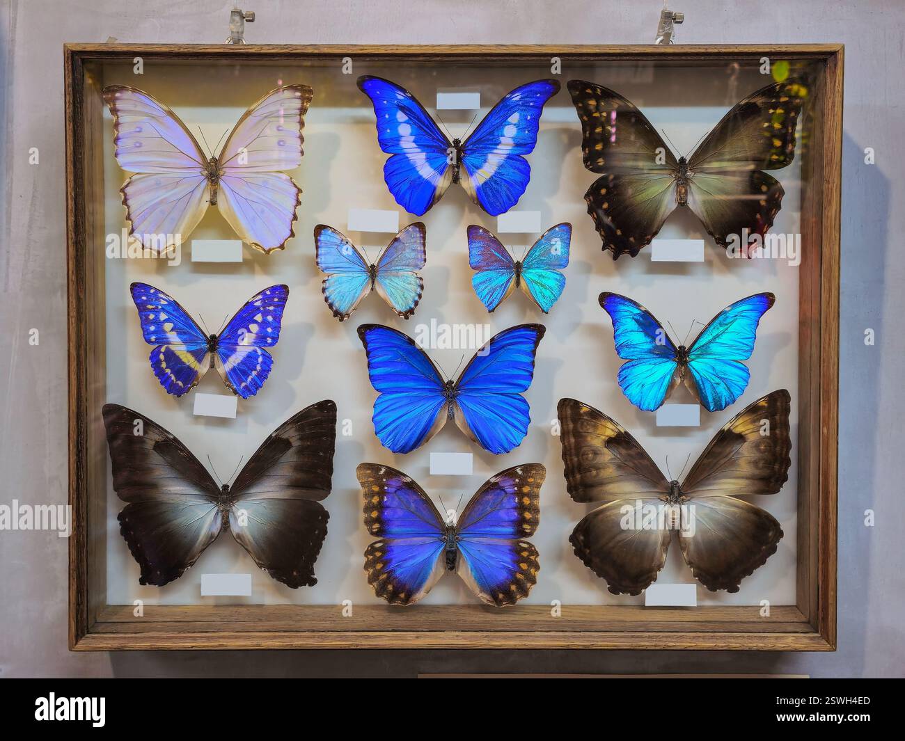 Dried exotic Morpho butterflies under glass on the wall. Collection of colorful Morpho ...