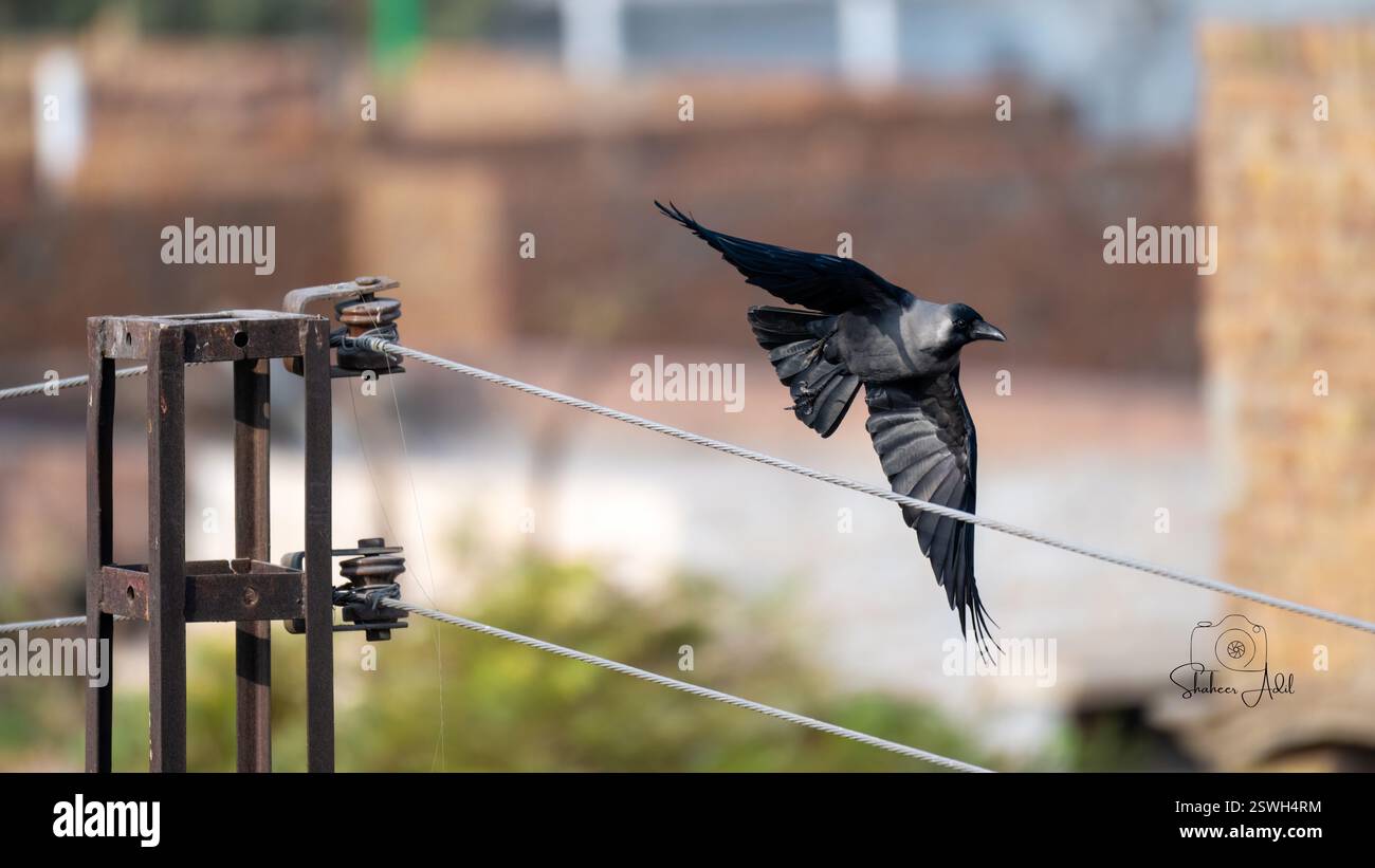 A crow soars through the sky, a shadow of freedom in motion Stock Photo ...