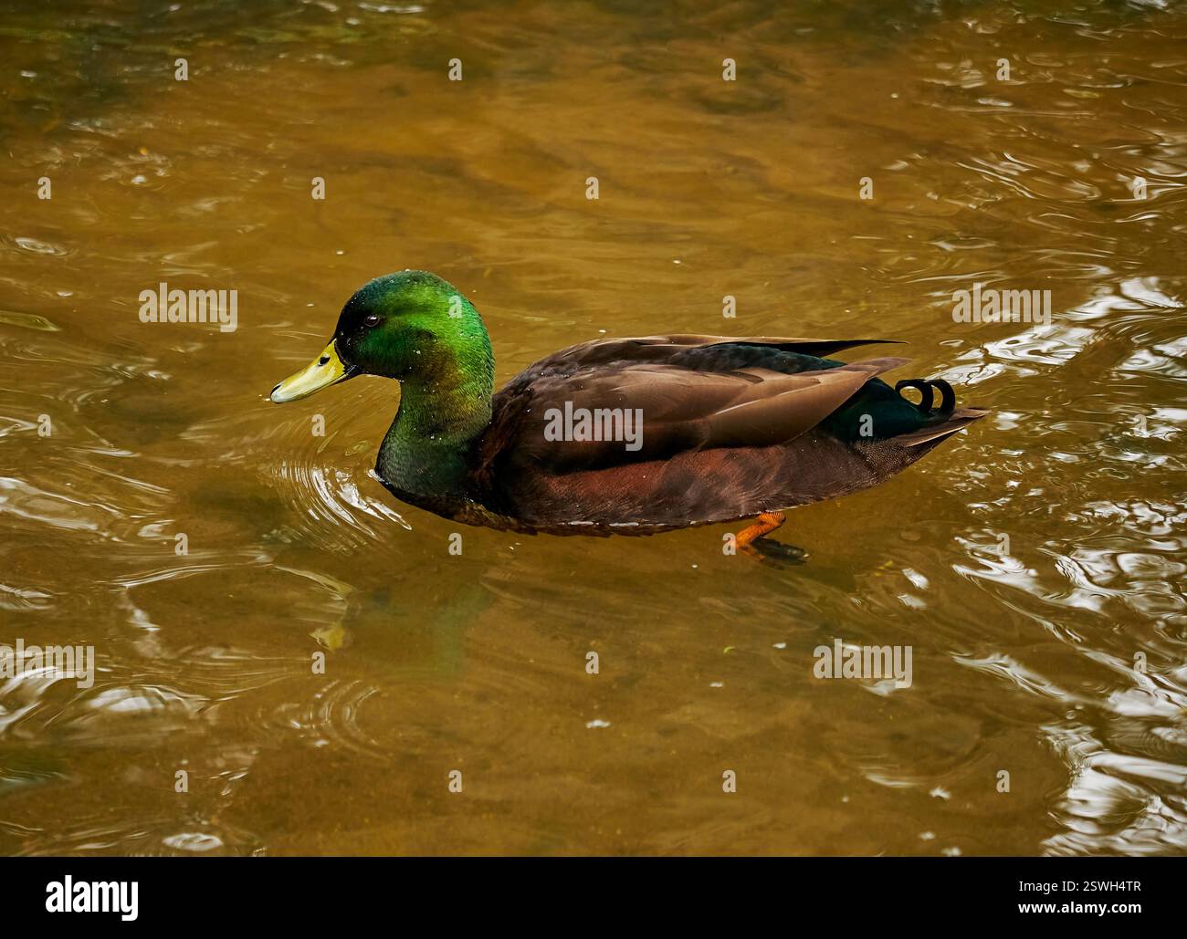 North yorkshire actually hi-res stock photography and images - Alamy