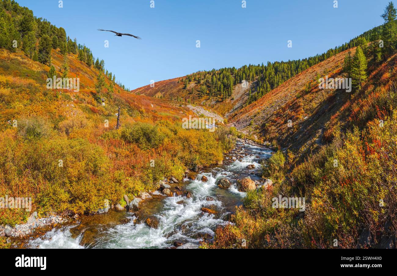Mountain autumn river flow through forest. Beautiful alpine landscape ...