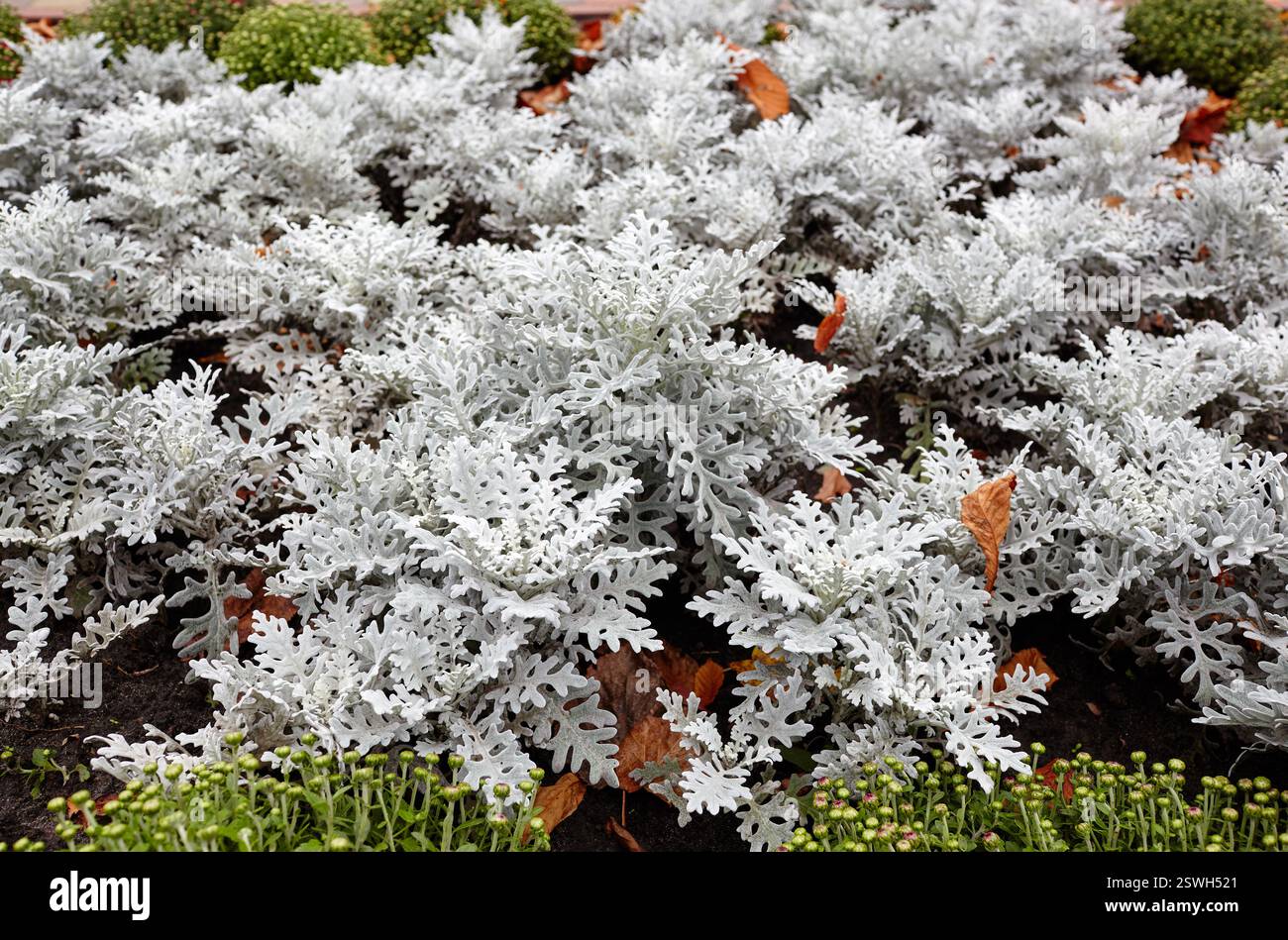 Beautiful Silver dust Cineraria maritima in city park, autumn time ...