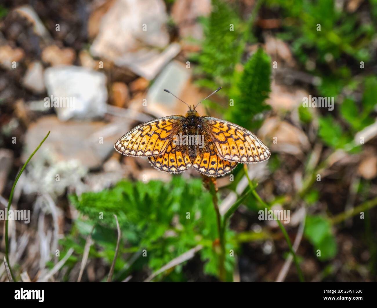 Small mother of pearl butterfly (Boloria eunomia) sit on green grass ...