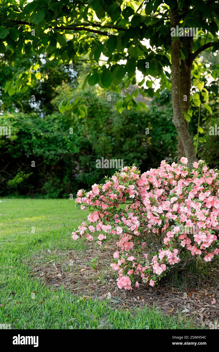 Pink azalea bush blooming under a tree in a green garden Stock Photo ...