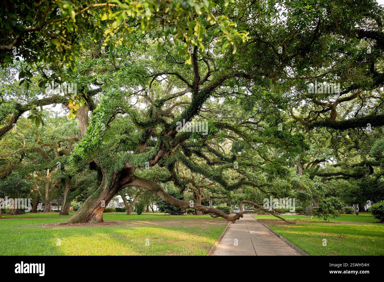 Majestic oak tree with sprawling branches over a park walkway Stock ...