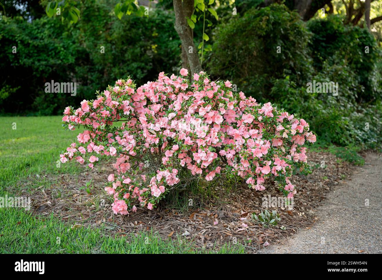 Pink azalea bush in full bloom along a garden pathway Stock Photo - Alamy
