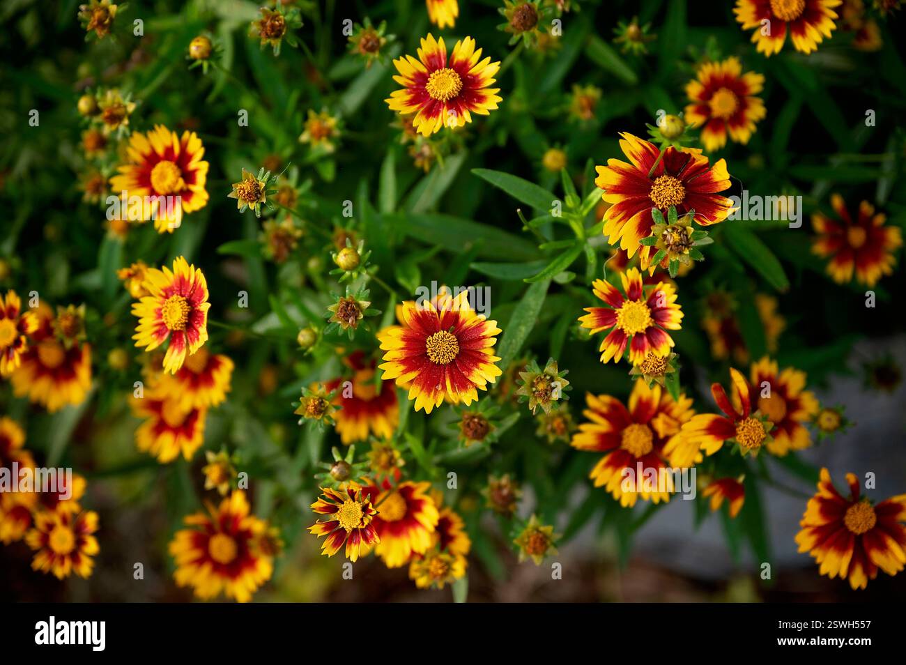 Cluster of vibrant yellow and red coreopsis flowers in full bloom Stock ...