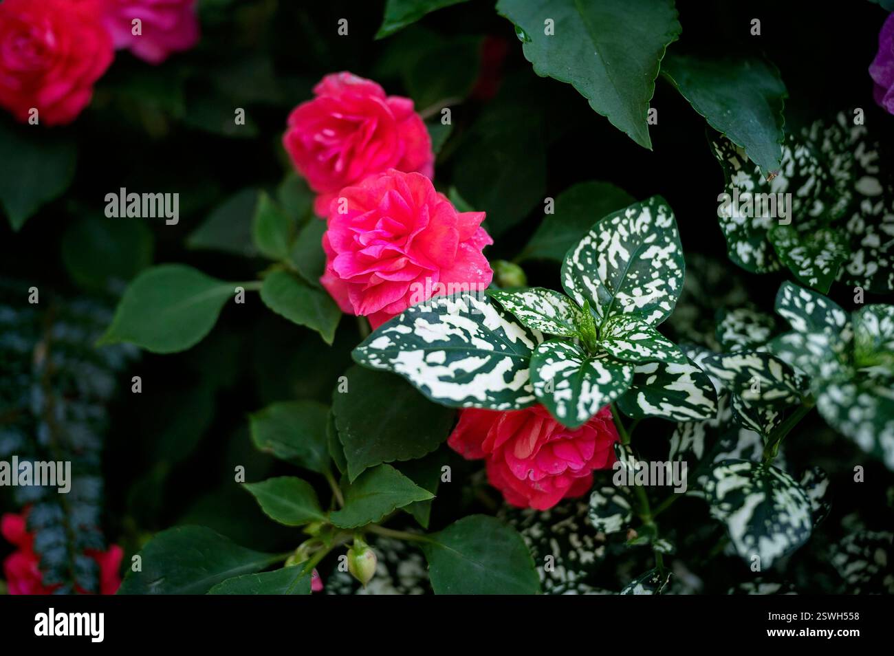 Pink impatiens with variegated foliage in a lush garden setting Stock ...