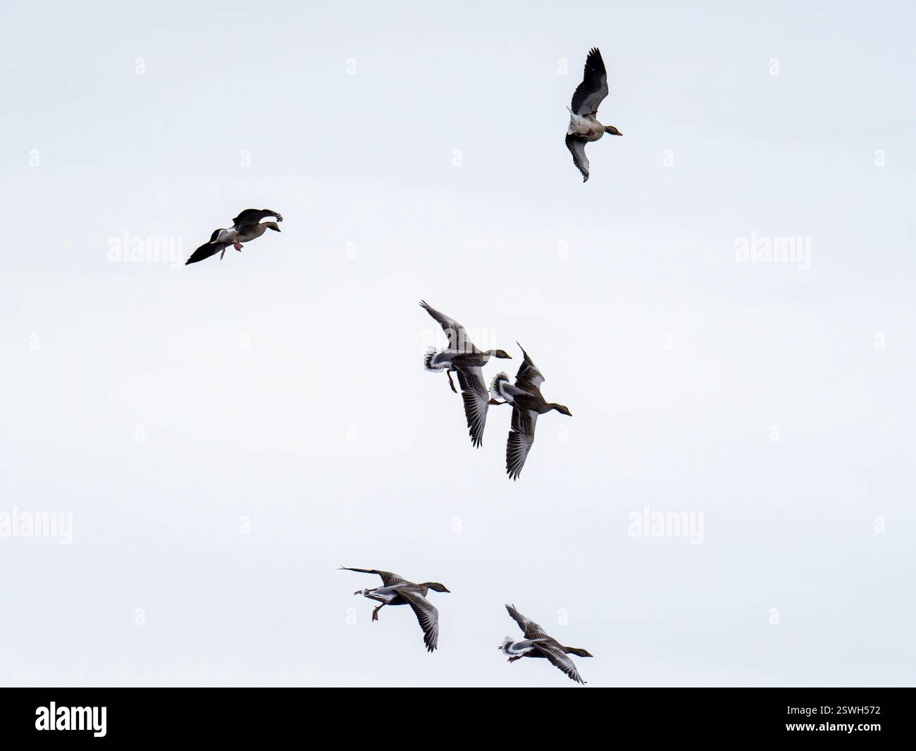 A flock of Greylag Goose, Anser anser wifling at Martin Mere ...
