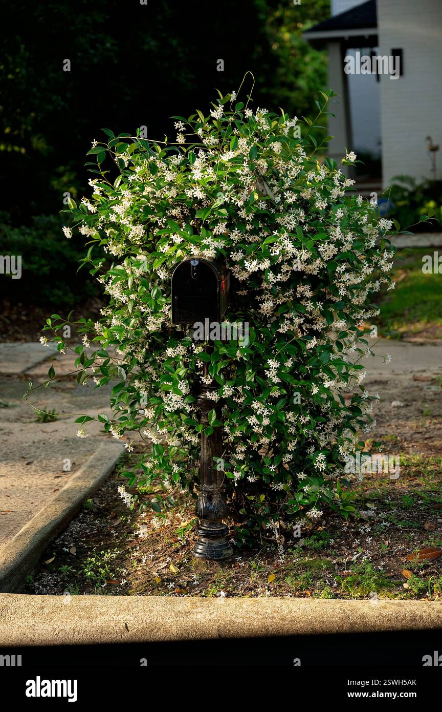 A black mailbox covered in blooming jasmine vines in Fairhope, AL Stock ...