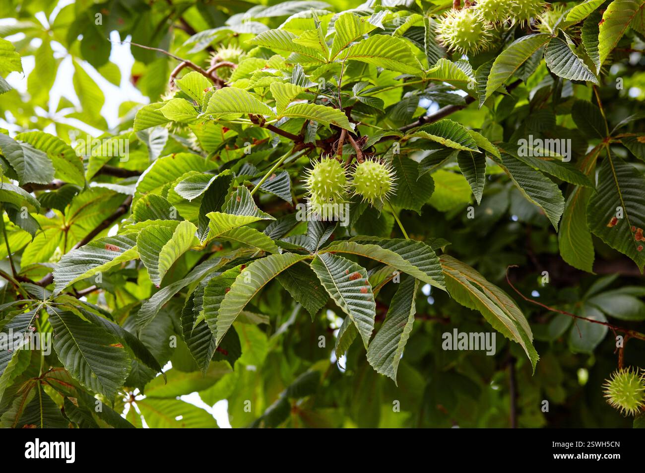 Abstract image of ripe chestnut in autumn park. Horse-chestnuts on ...