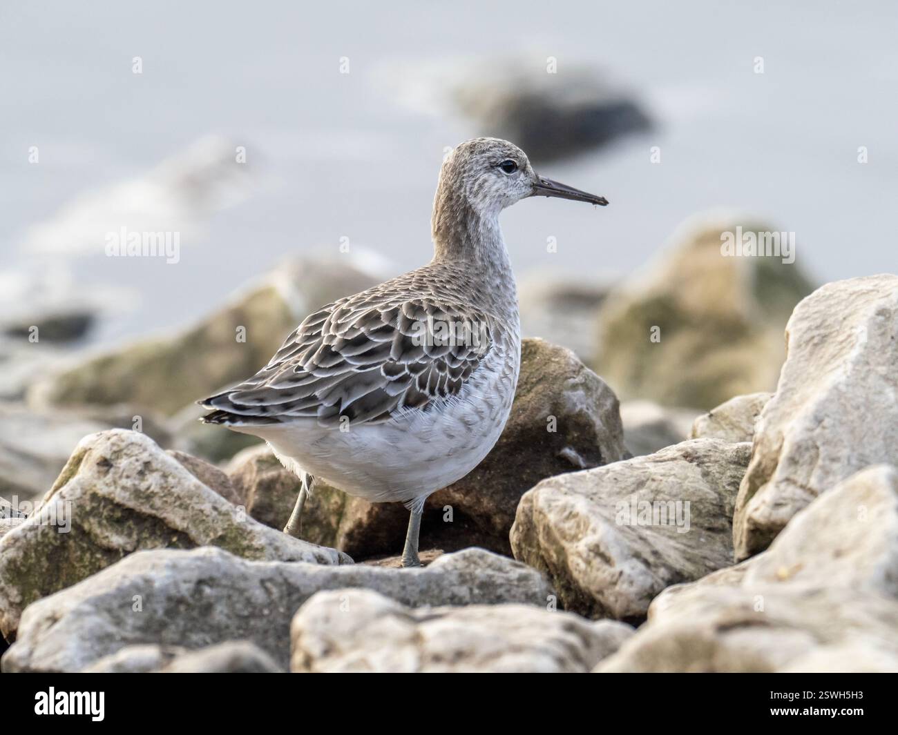 A Ruff, Calidris pugnax at Martin Mere, Lancashire, UK Stock Photo - Alamy
