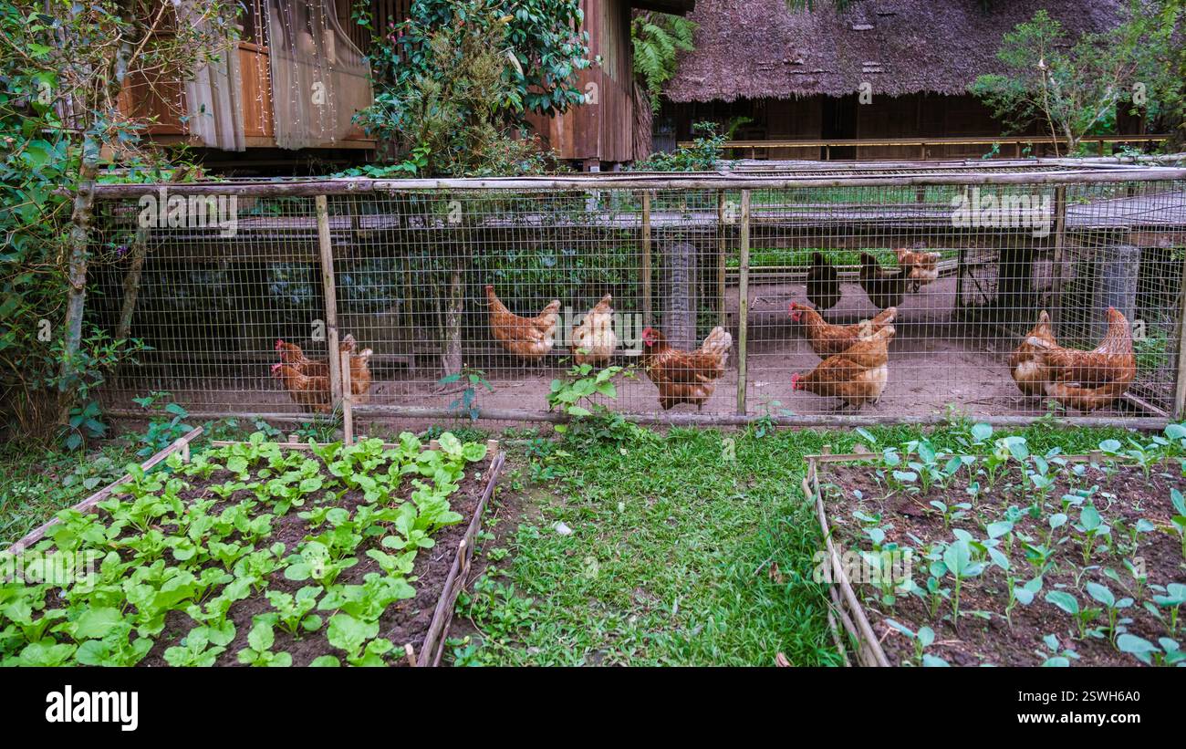 Chickens explore an organic garden filled with fresh greens, surrounded ...