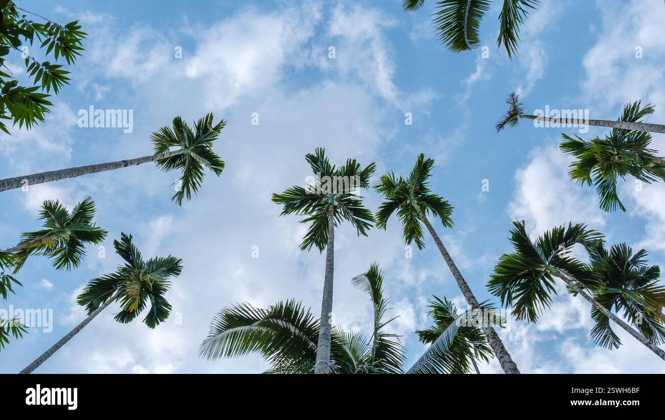 Lush palm trees reaching for the bright blue sky in tropical Thailand ...