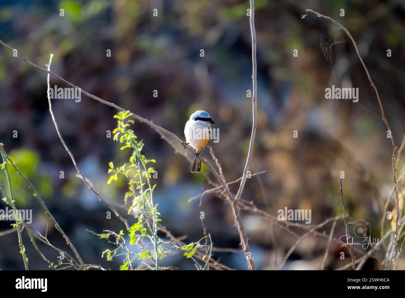Bird brown shrike on tree hi-res stock photography and images - Alamy